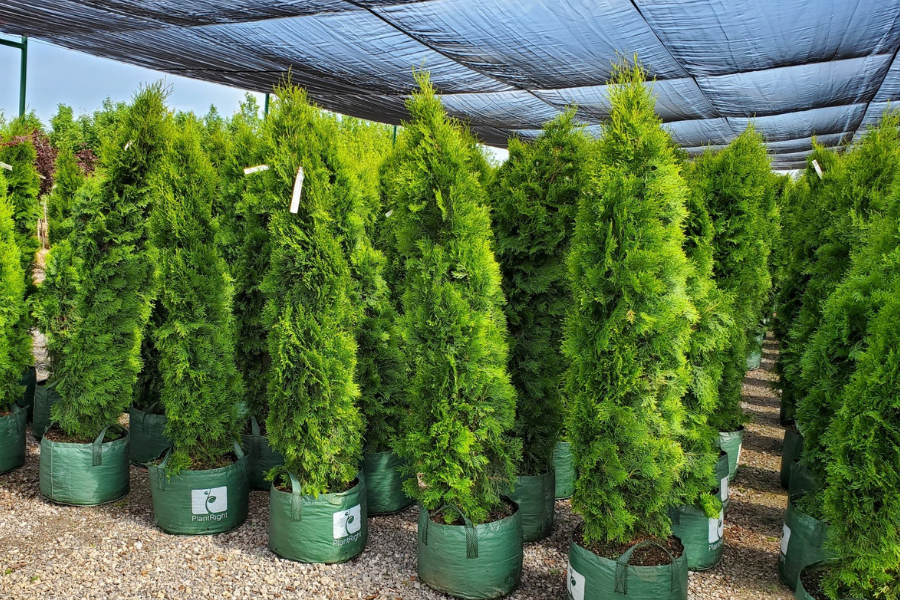 Everything You Need to Know About How to Plant an Emerald Cedar LandscapeDirect