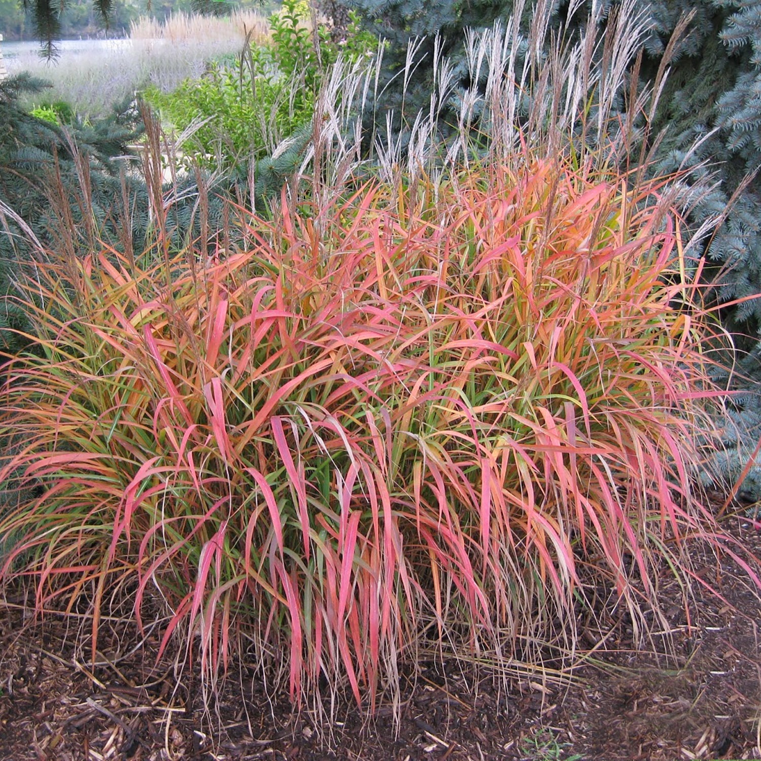 Flame grass store