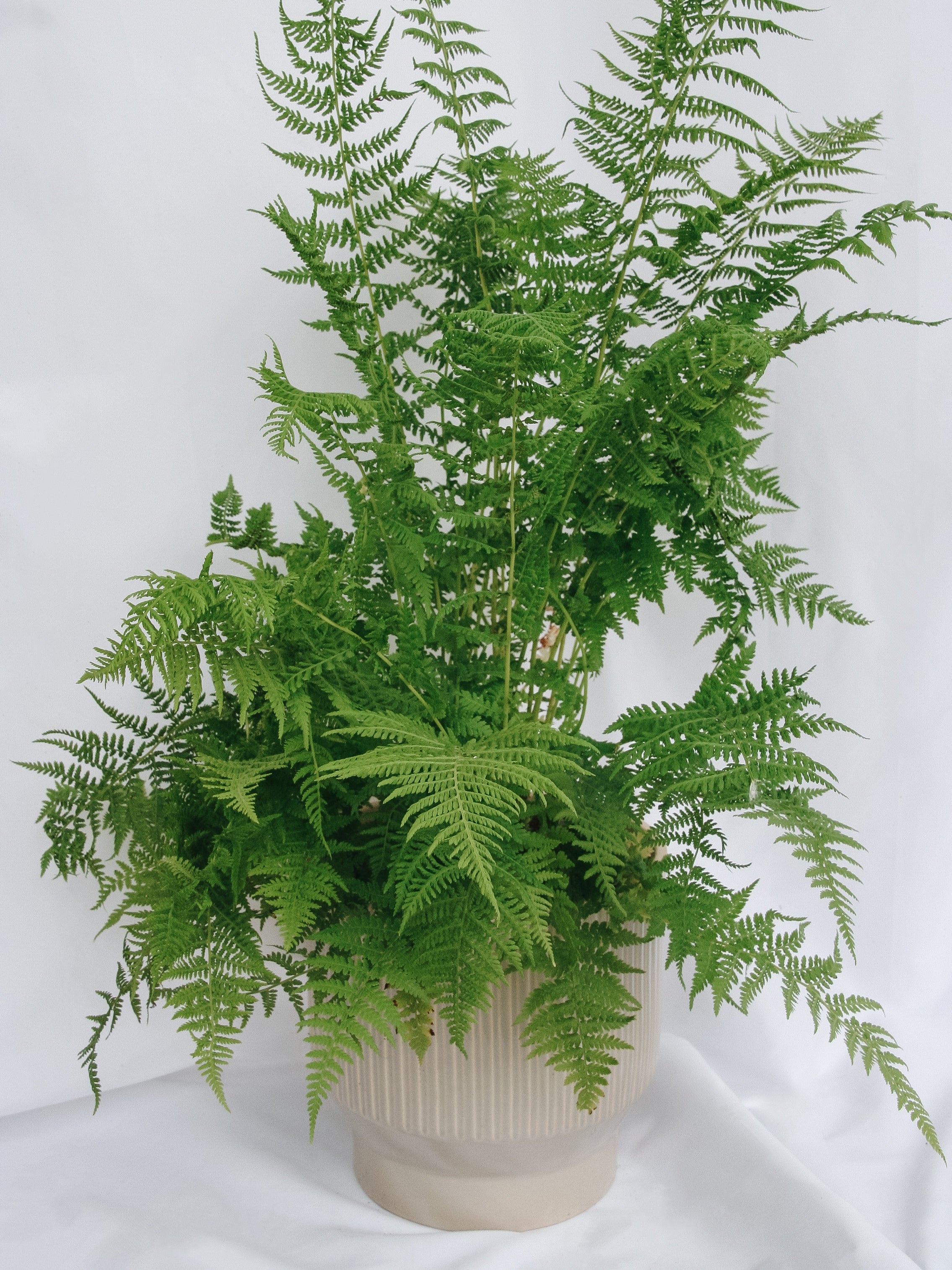 Lady Fern – LandscapeDirect