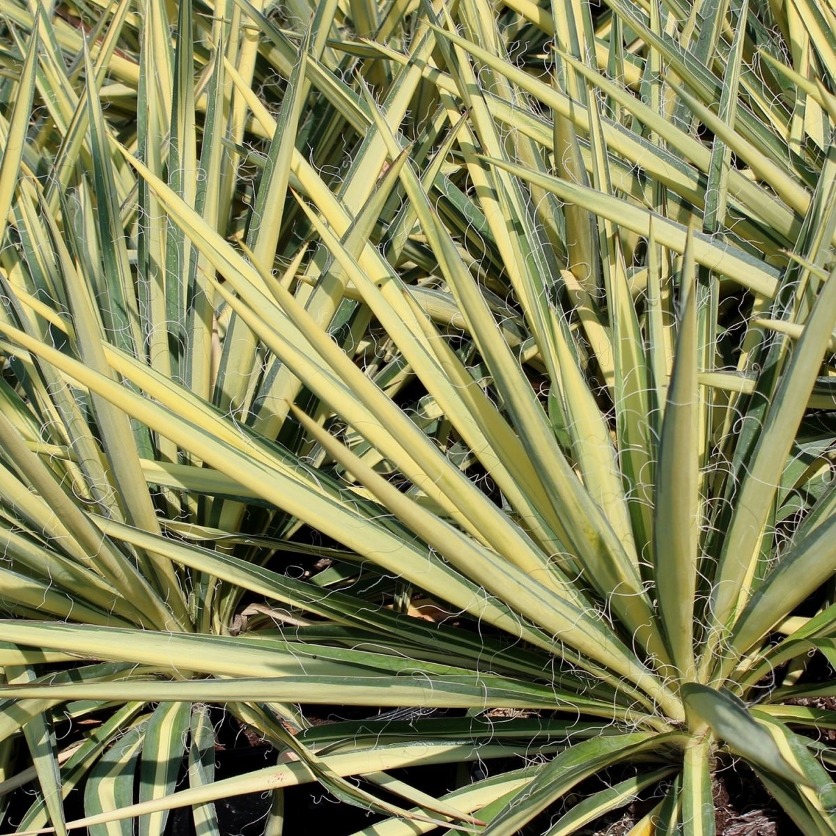 Color Guard Yucca – LandscapeDirect