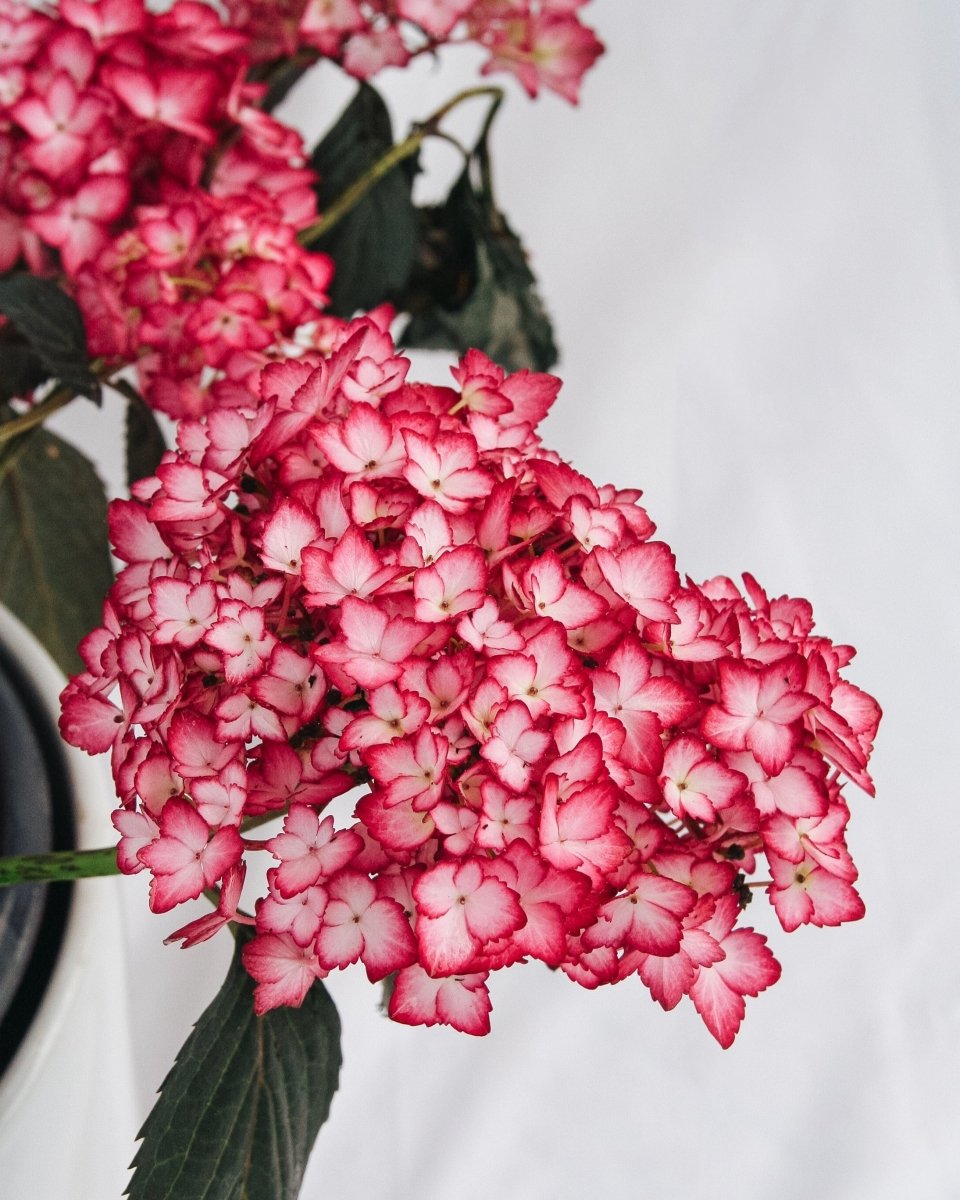 Eclipse Hydrangea – LandscapeDirect